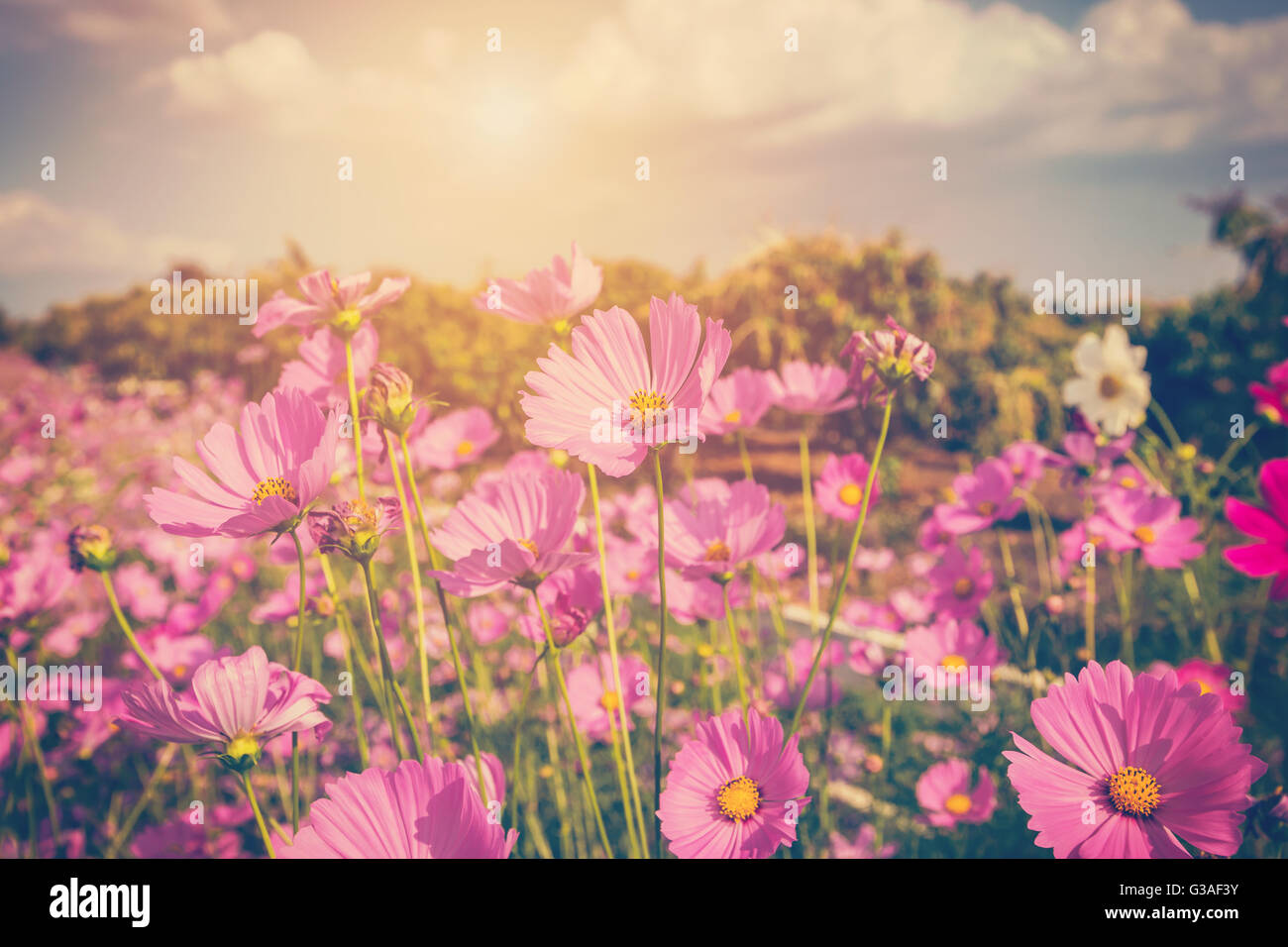 Cosmos flower sunset vintage hi-res stock photography and images - Alamy