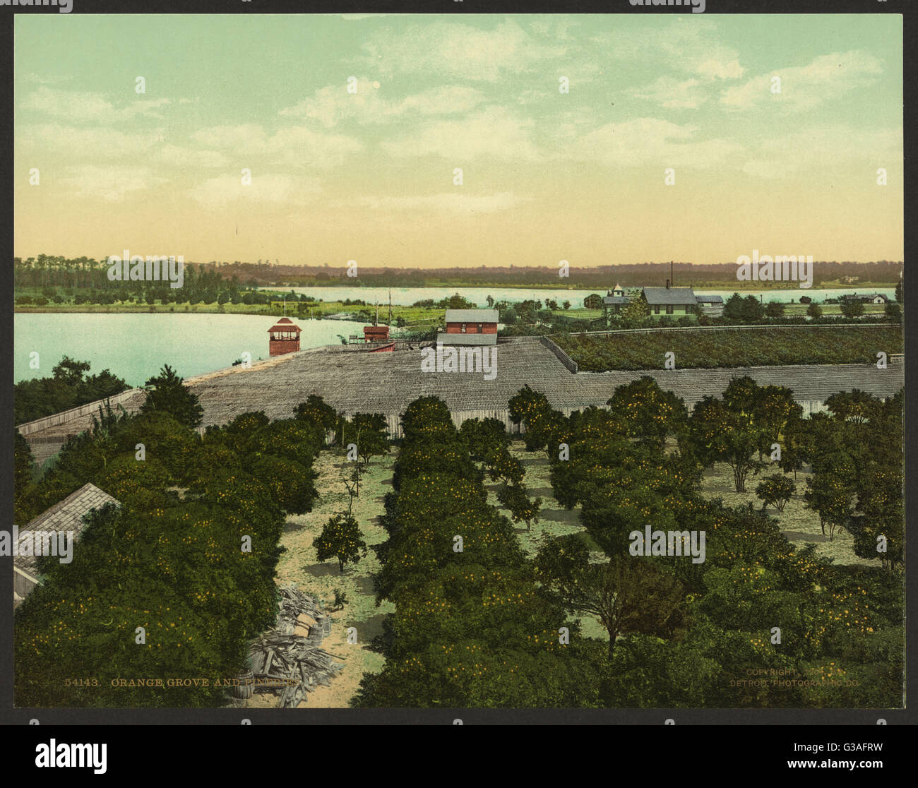 Orange grove and pineries Stock Photo - Alamy