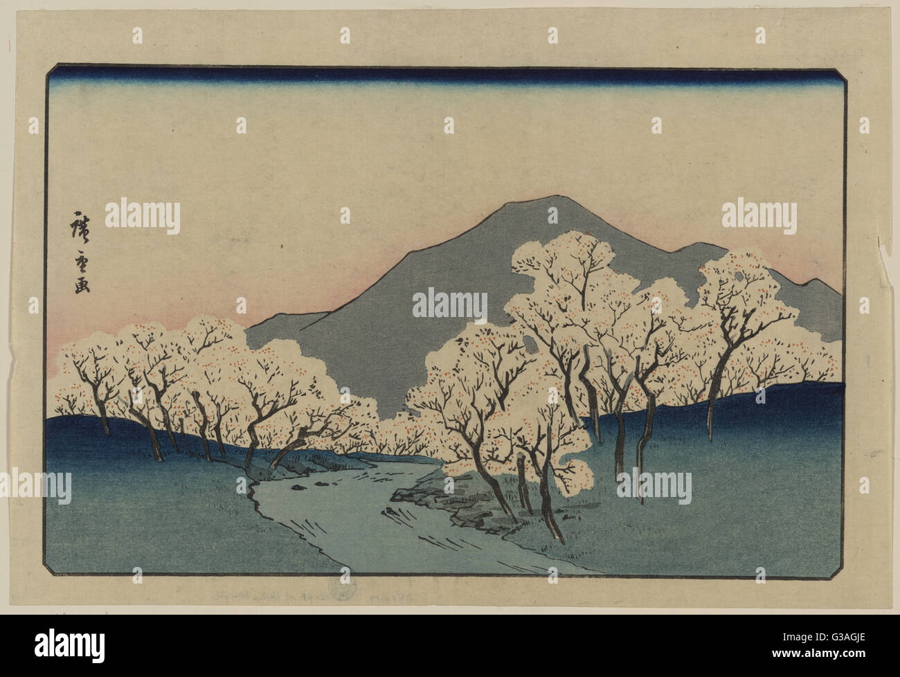 A Grove of Cherry Trees Stock Photo - Alamy