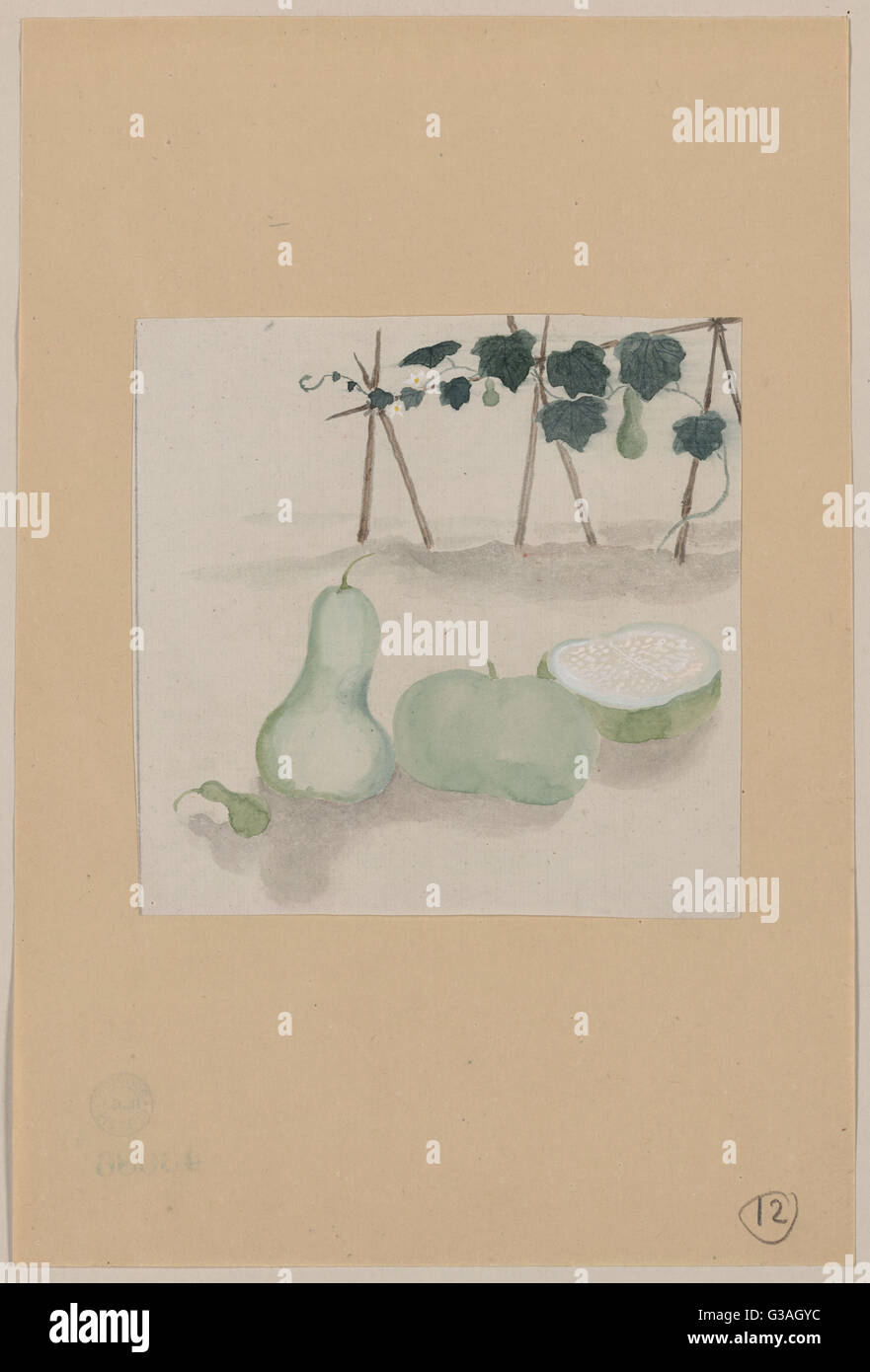 Pale green squash with white flesh and many seeds, with plan Stock ...
