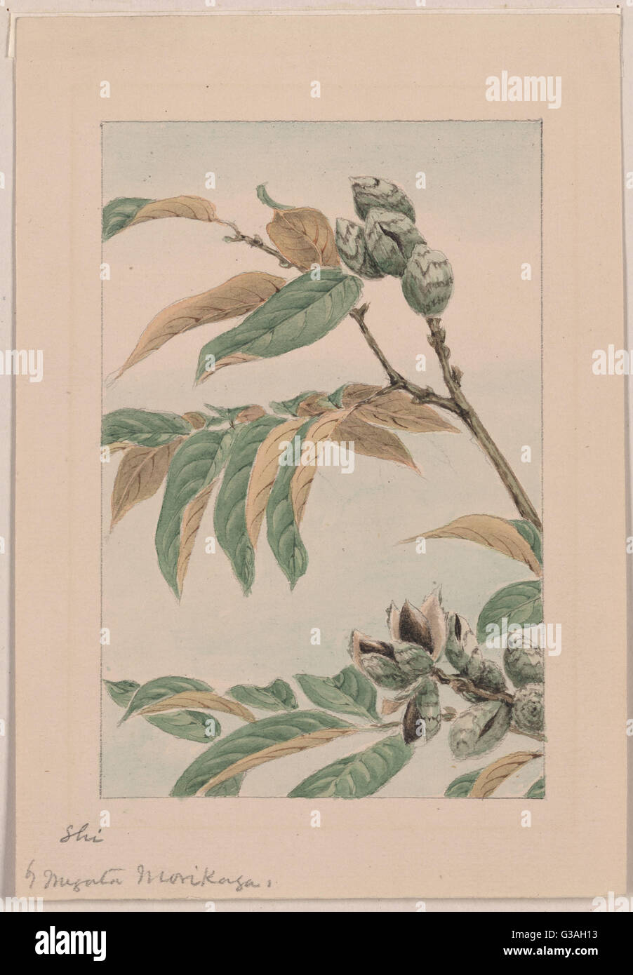 Shi drawing showing branches hi-res stock photography and images - Alamy