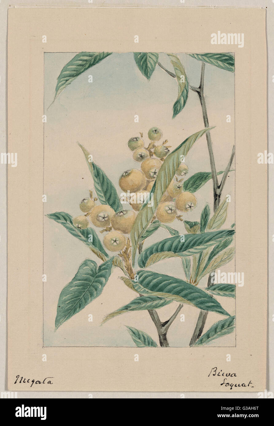 Loquat leaves branch hi-res stock photography and images - Alamy