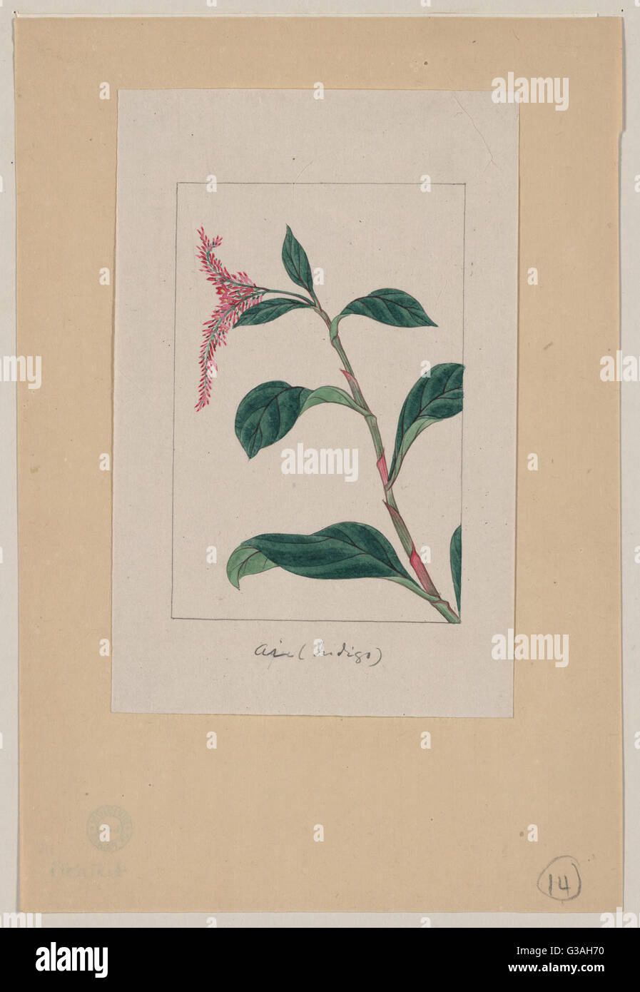 Indigo plant drawing High Resolution Stock Photography and Images - Alamy