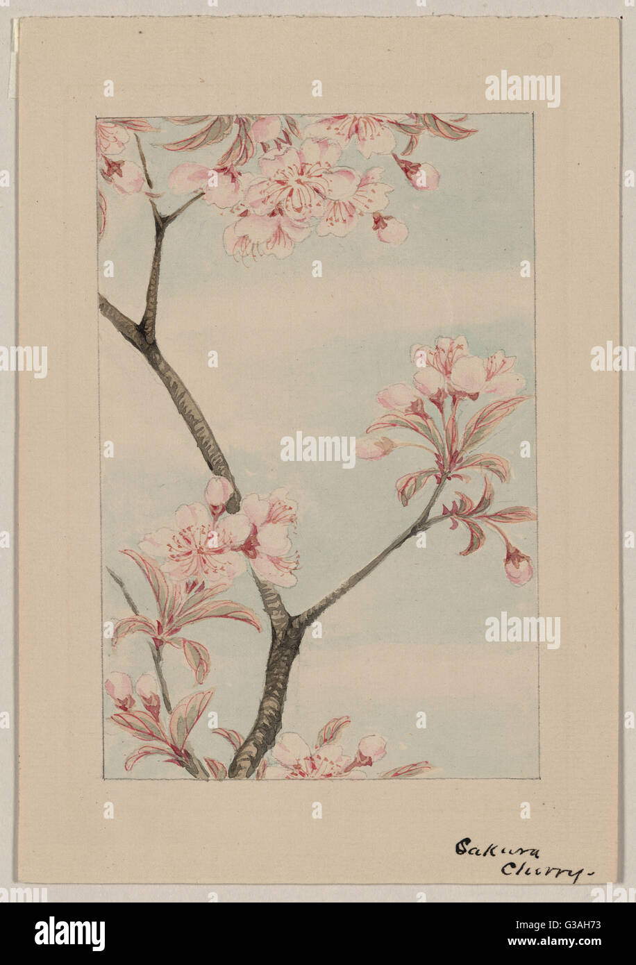 Sakura hi-res stock photography and images - Alamy