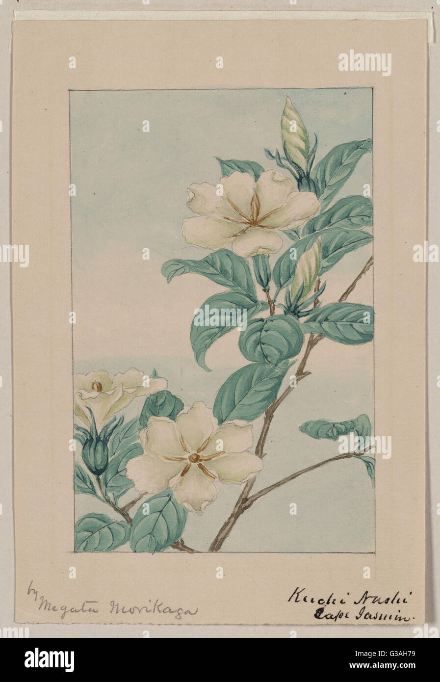 Nashi japan hi-res stock photography and images - Alamy