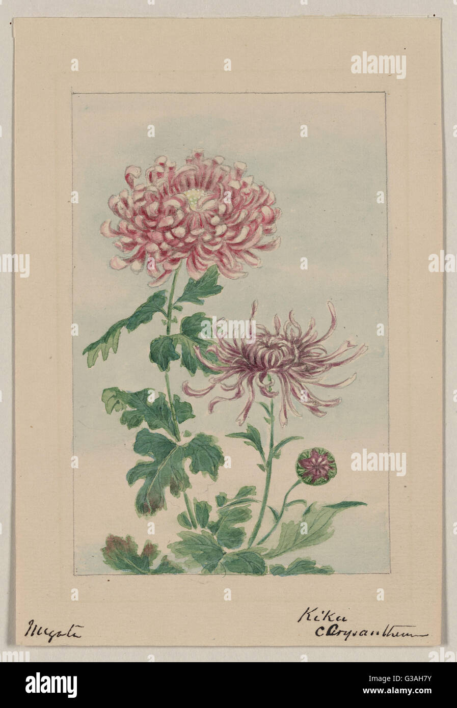 Japanese Leaves Drawing High Resolution Stock Photography and Images ...