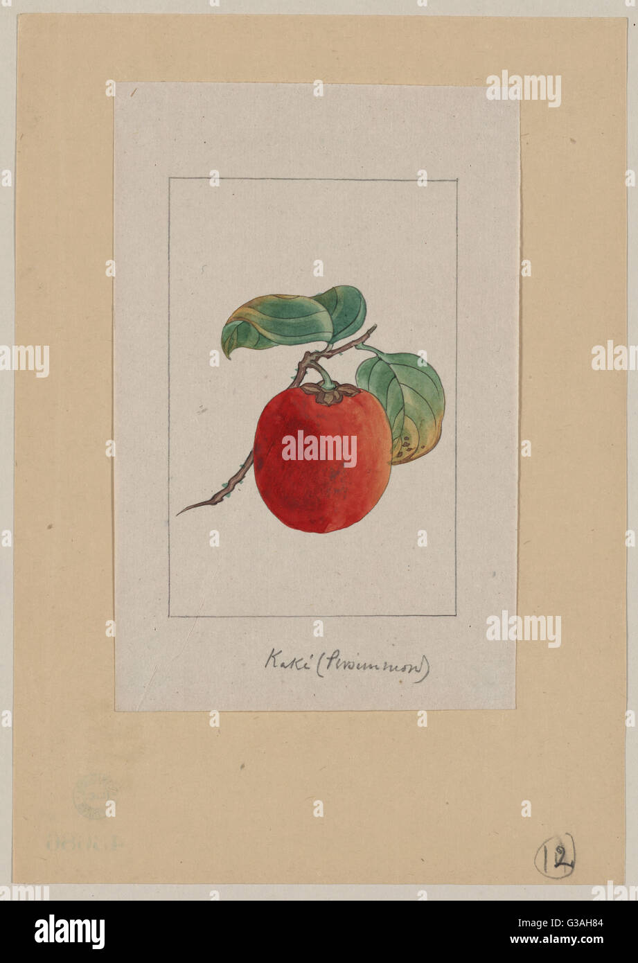 Kaki persimmon drawing shows kaki hi-res stock photography and images ...
