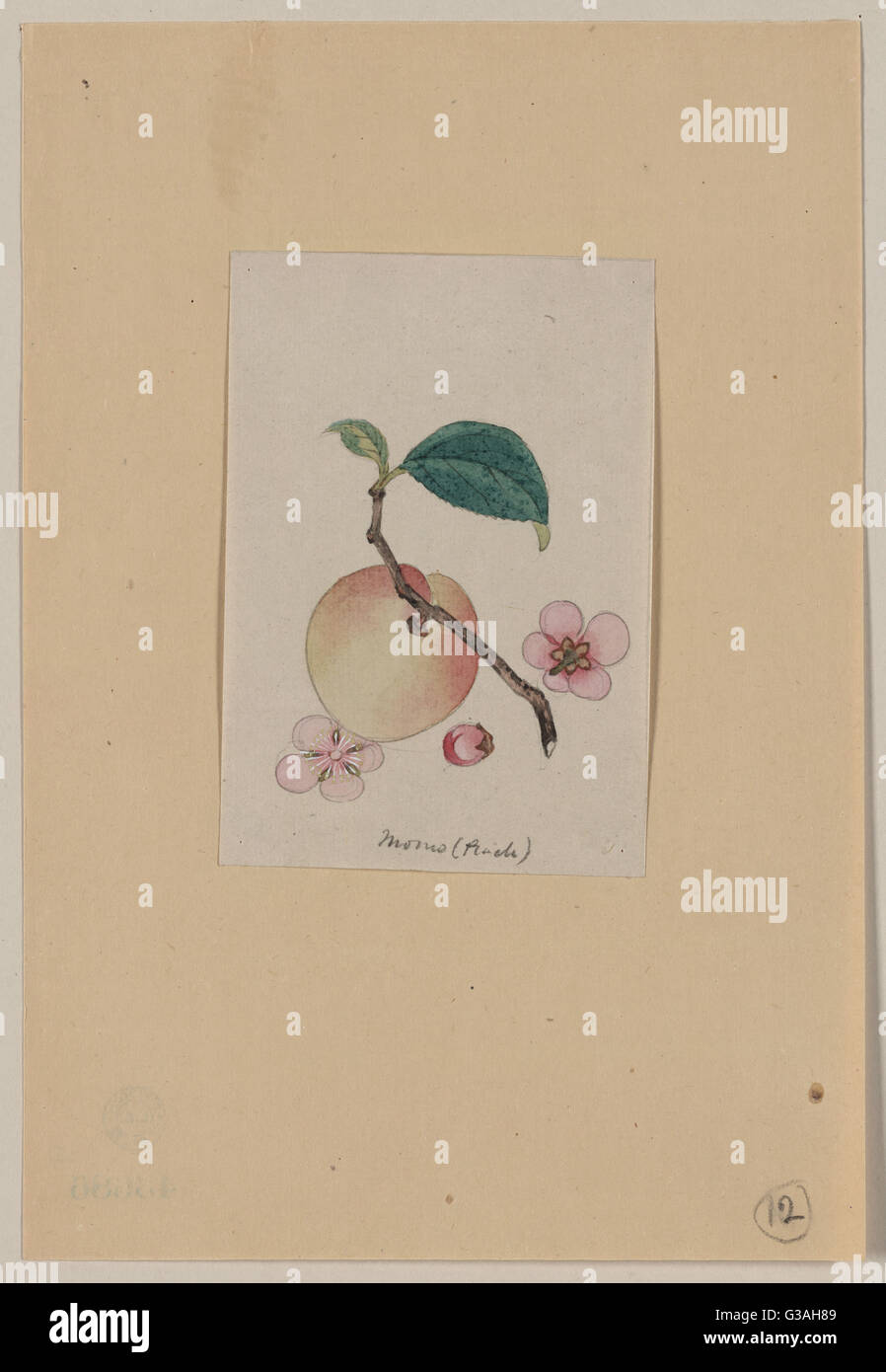 Japan peach blossoms hi-res stock photography and images - Alamy