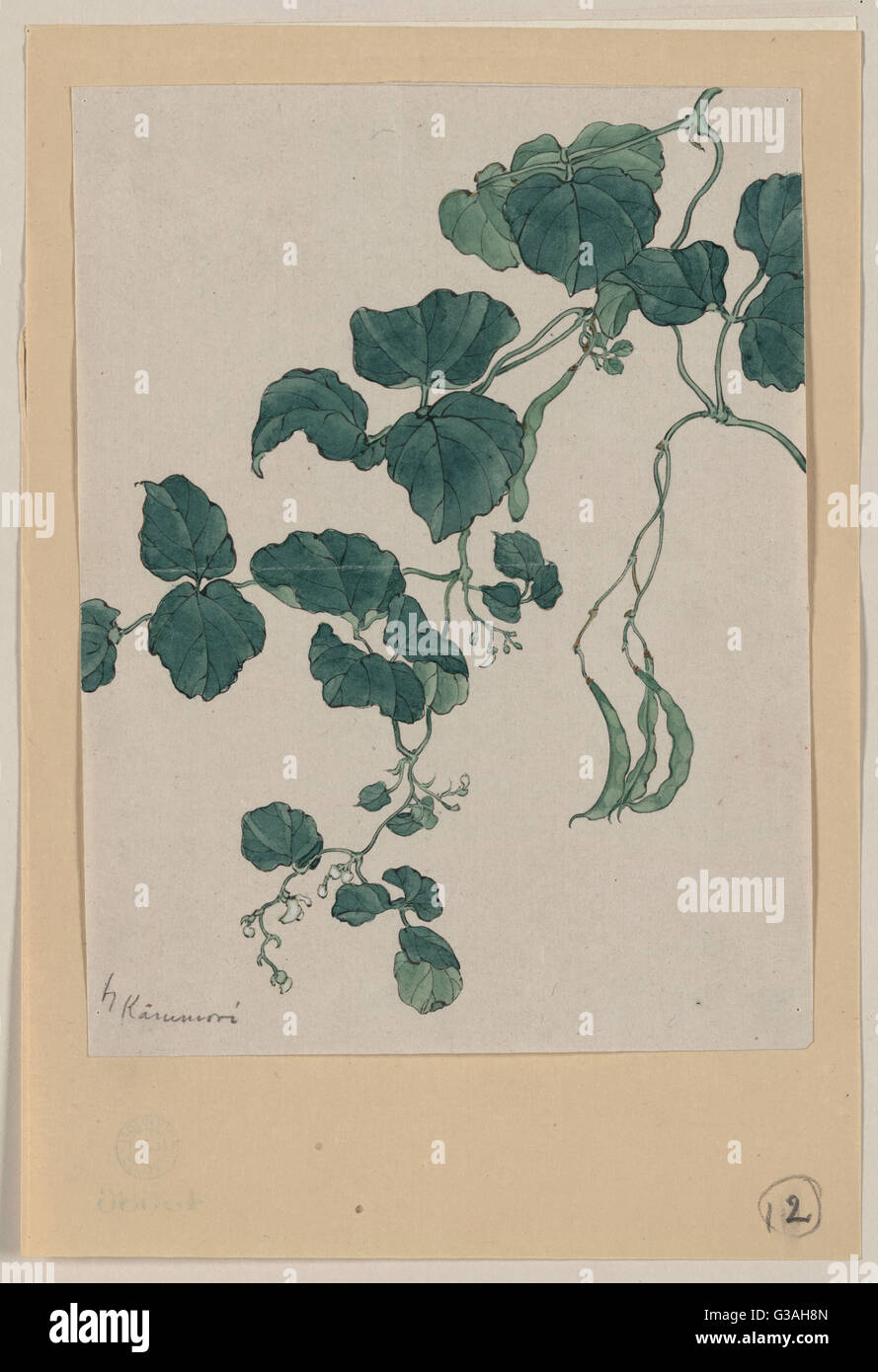 Mame - green bean or pea plant showing vine, leaves, pods, a Stock ...