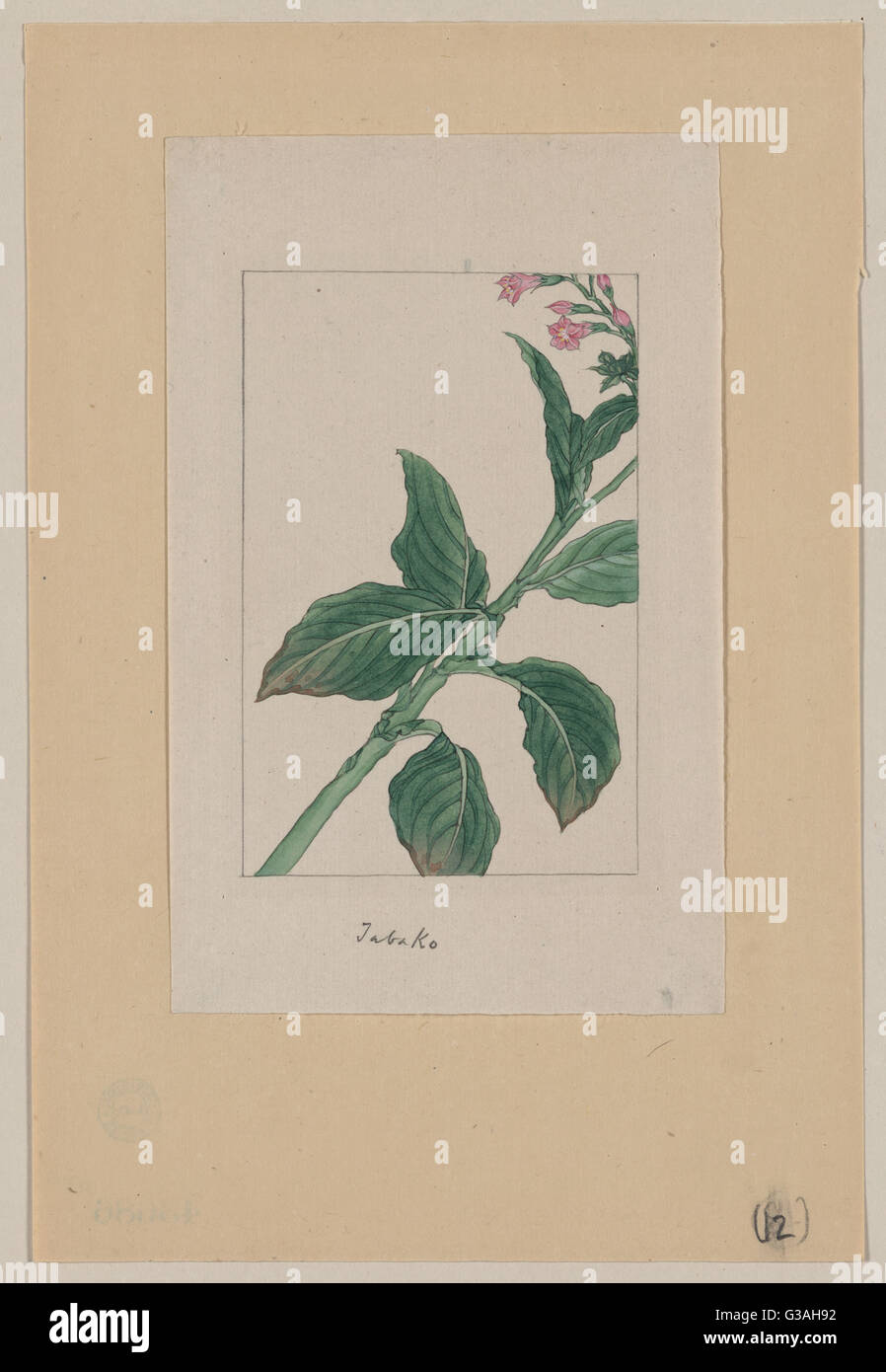 Tabako hi-res stock photography and images - Alamy