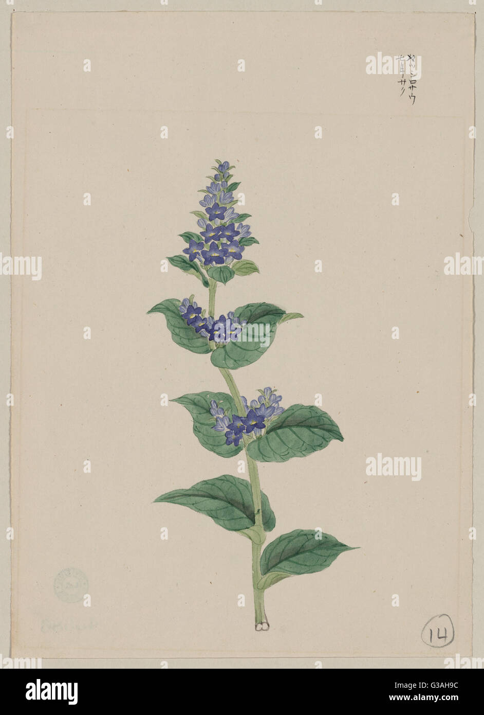 Blue stalk hi-res stock photography and images - Alamy