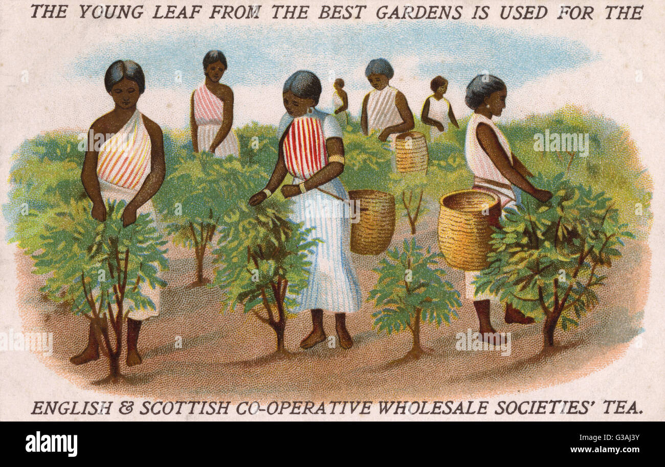 Co operative history hi-res stock photography and images - Alamy