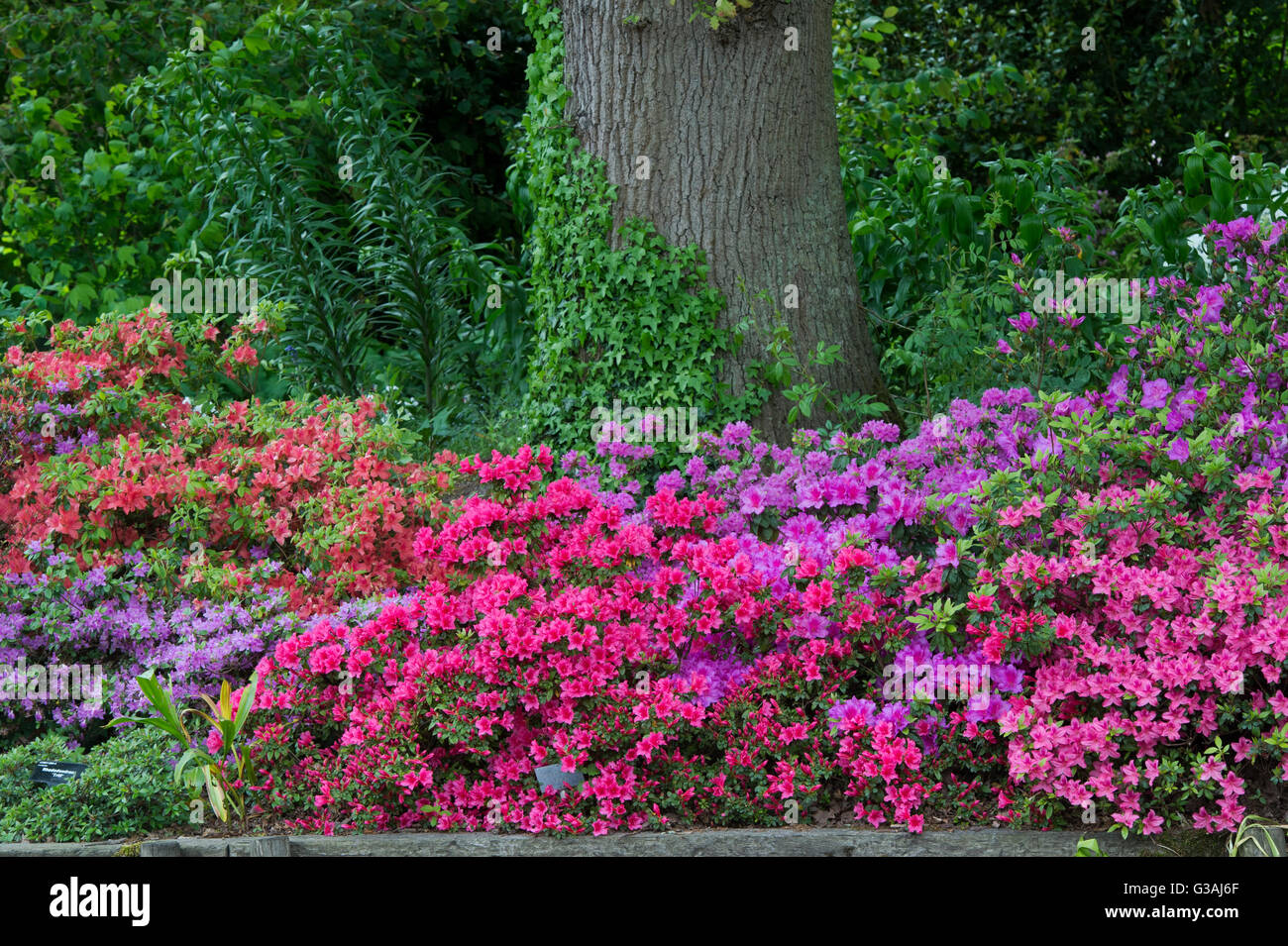 Rhododendrons flowering at RHS Wisley Gardens, Surrey, England Stock ...