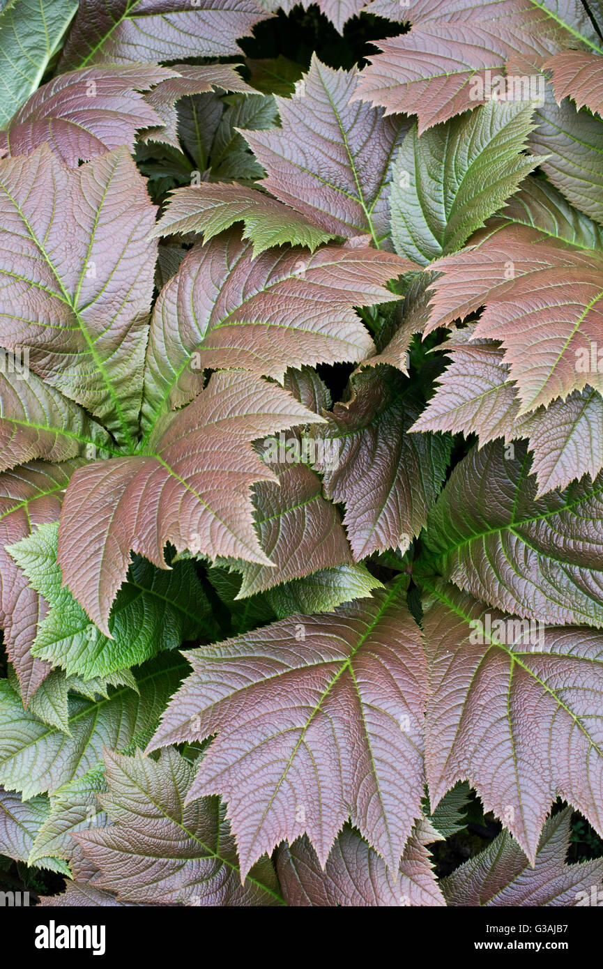 Rodgersia podophylla. Rodgers' bronze-leaf plant Stock Photo - Alamy