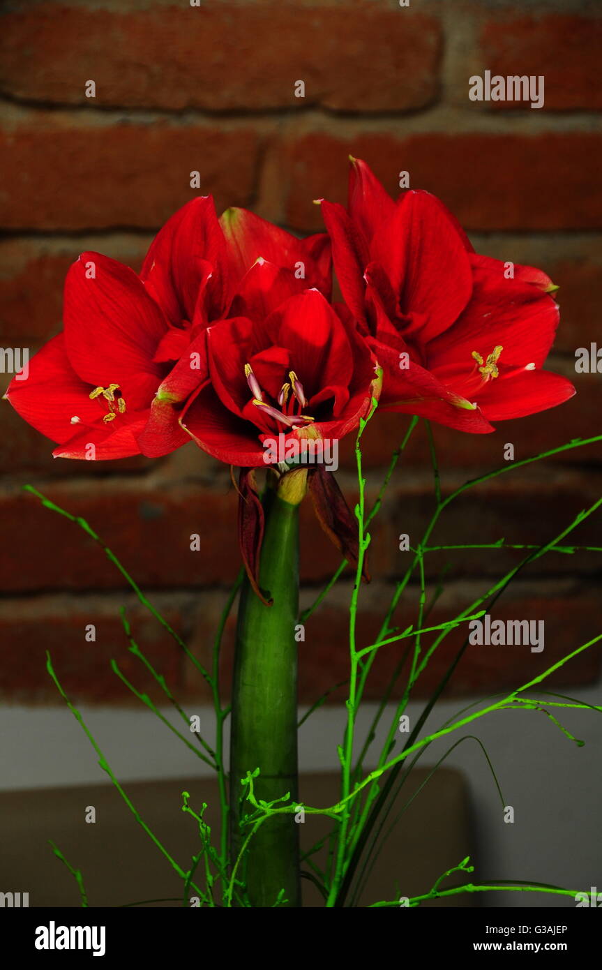 Peduncle flower hi-res stock photography and images - Alamy