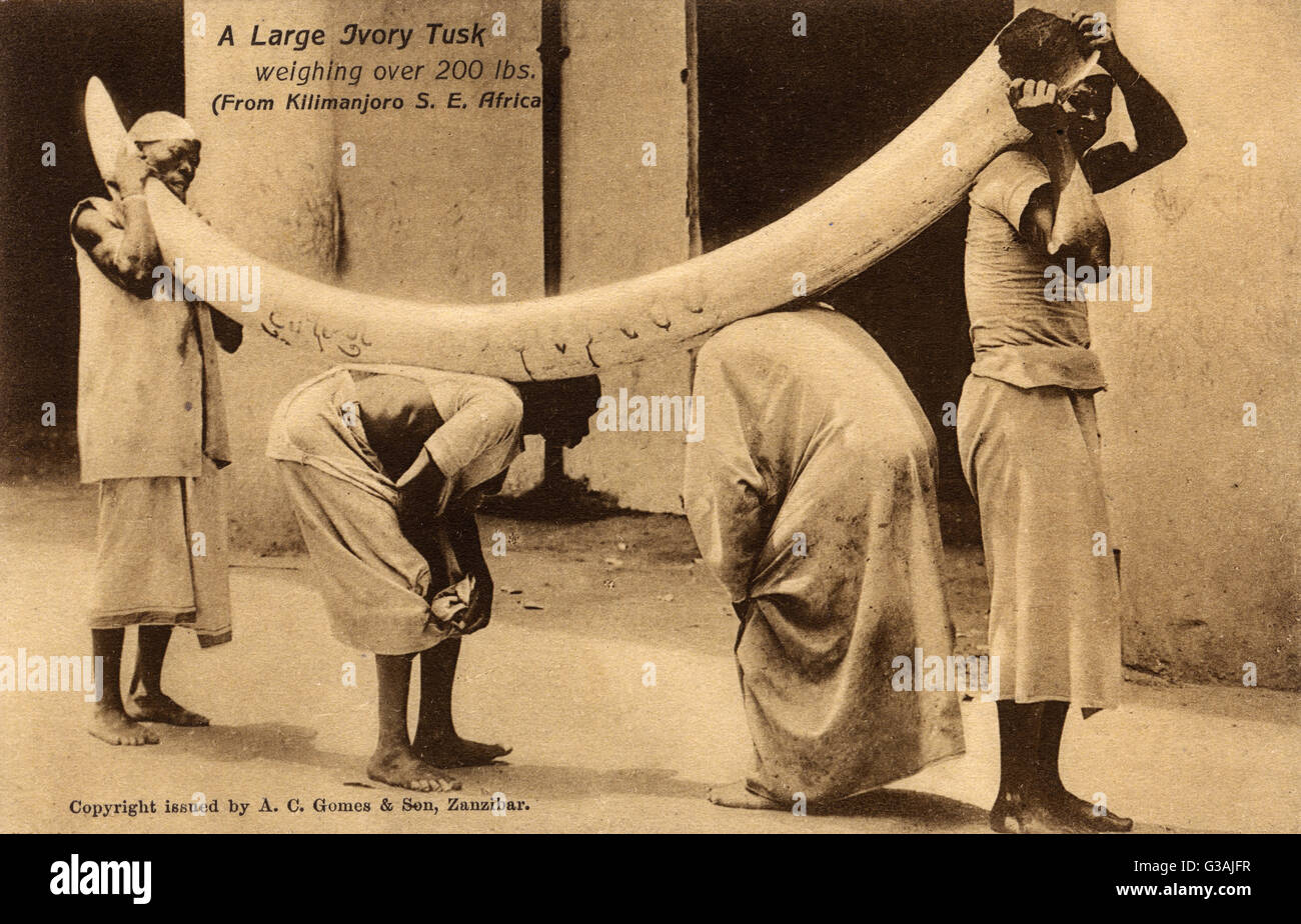 Large Ivory tusk from the Kilimanjaro Region, Tanzania Stock Photo - Alamy