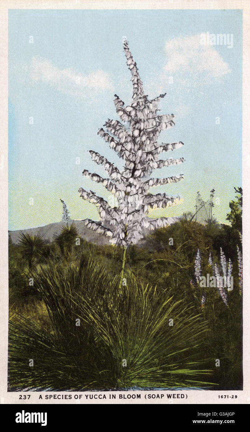 Species of Yucca plant in Bloom (Soap Weed) - Arizona, USA Stock Photo ...