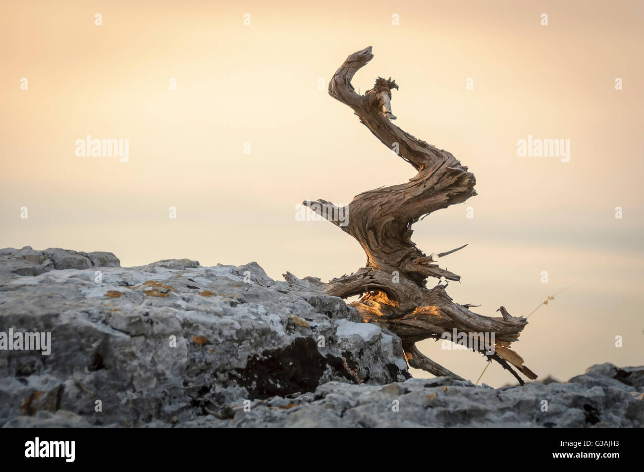 Deadwood on rocks, dried wood that once was a tree Stock Photo - Alamy