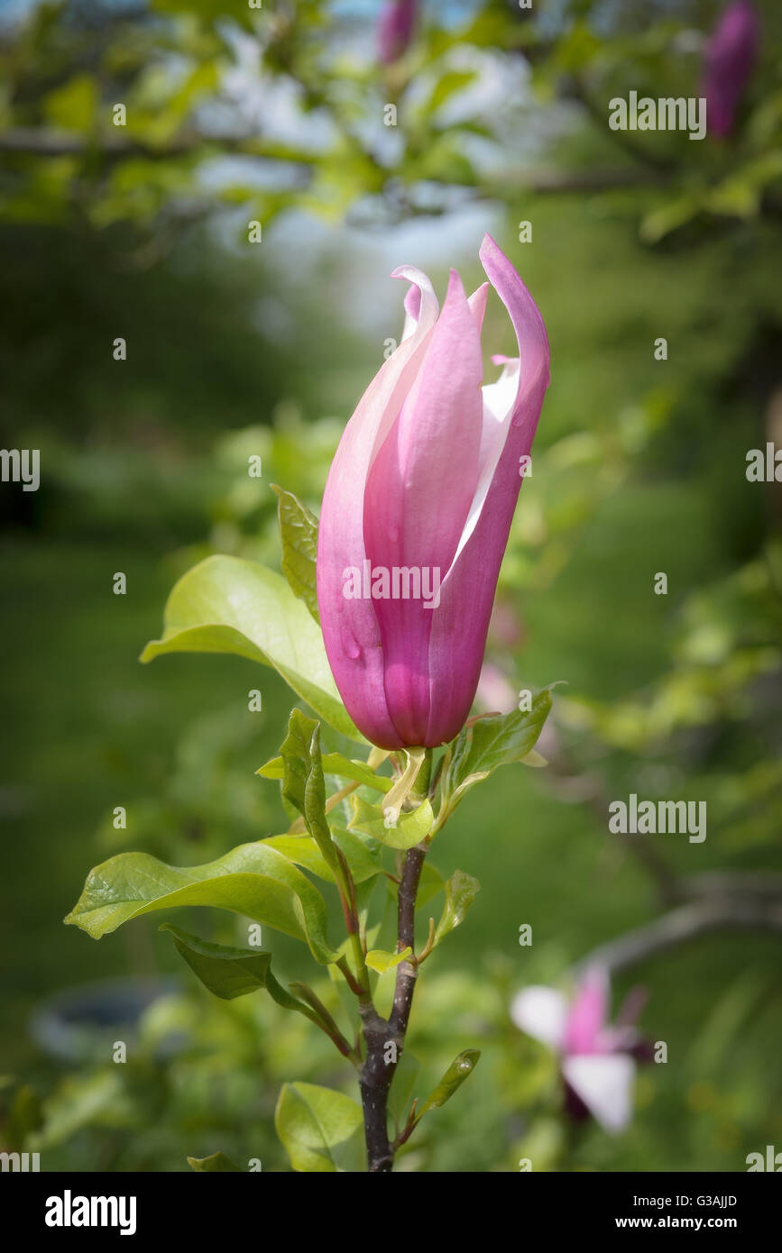 Single magnolia blossom in the morning light, greenery in background ...