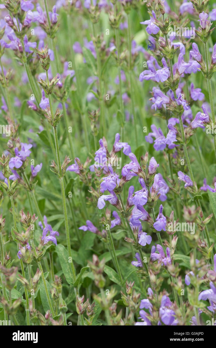 Salvia lavandulifolia. Lavender leaved sage / Spanish sage Stock Photo ...