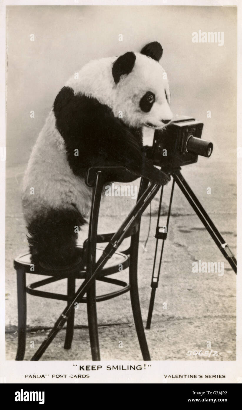 Keep Smiling! Young Giant Panda taking a photograph Stock Photo - Alamy