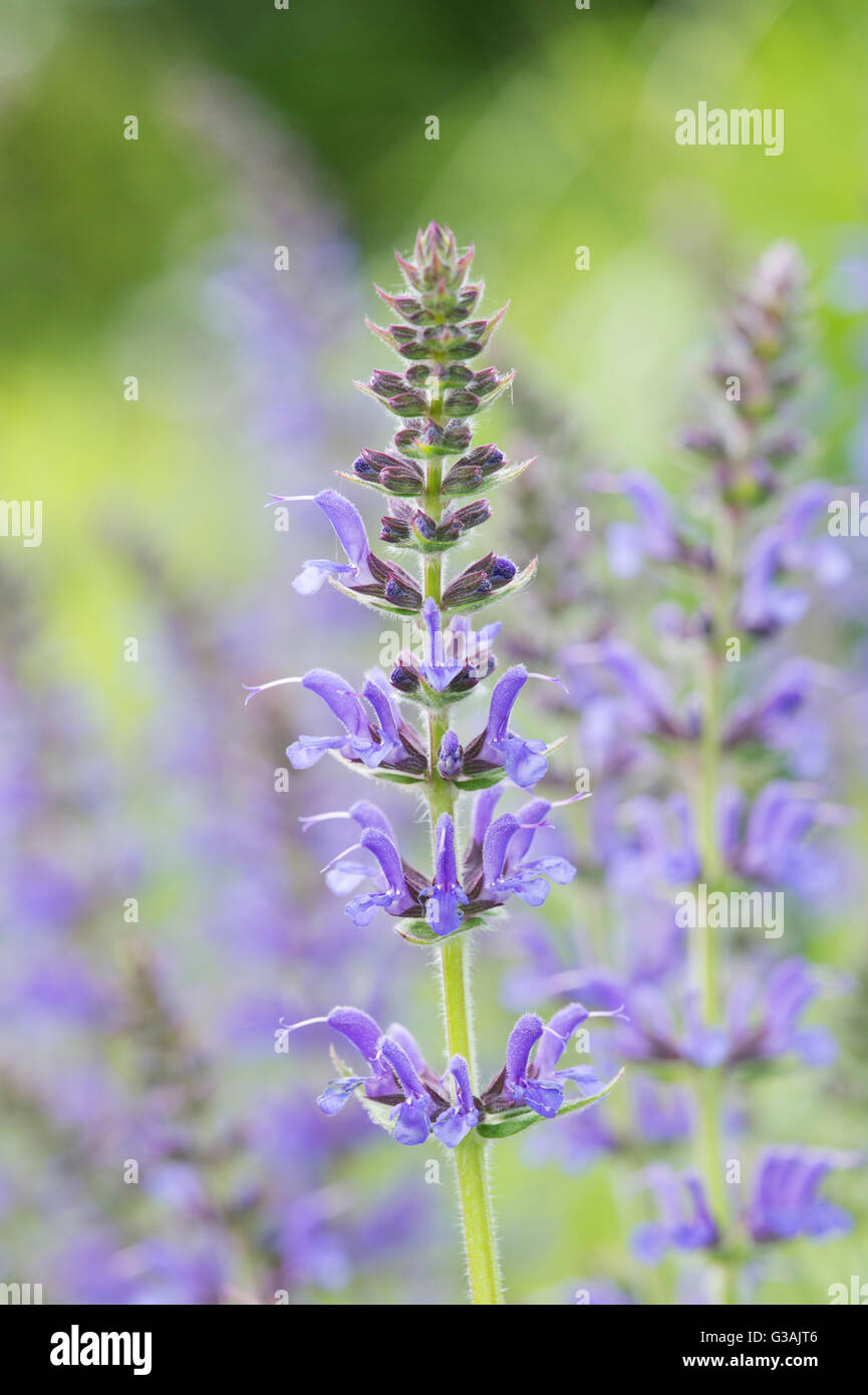 Wood sage hi-res stock photography and images - Alamy