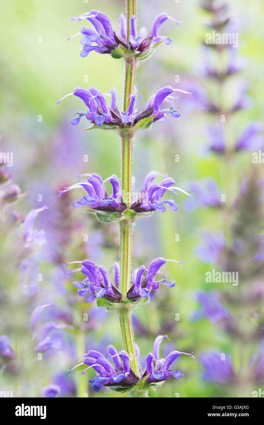 Salvia x sylvestris rugen. Wood sage 'Rugen' Stock Photo - Alamy