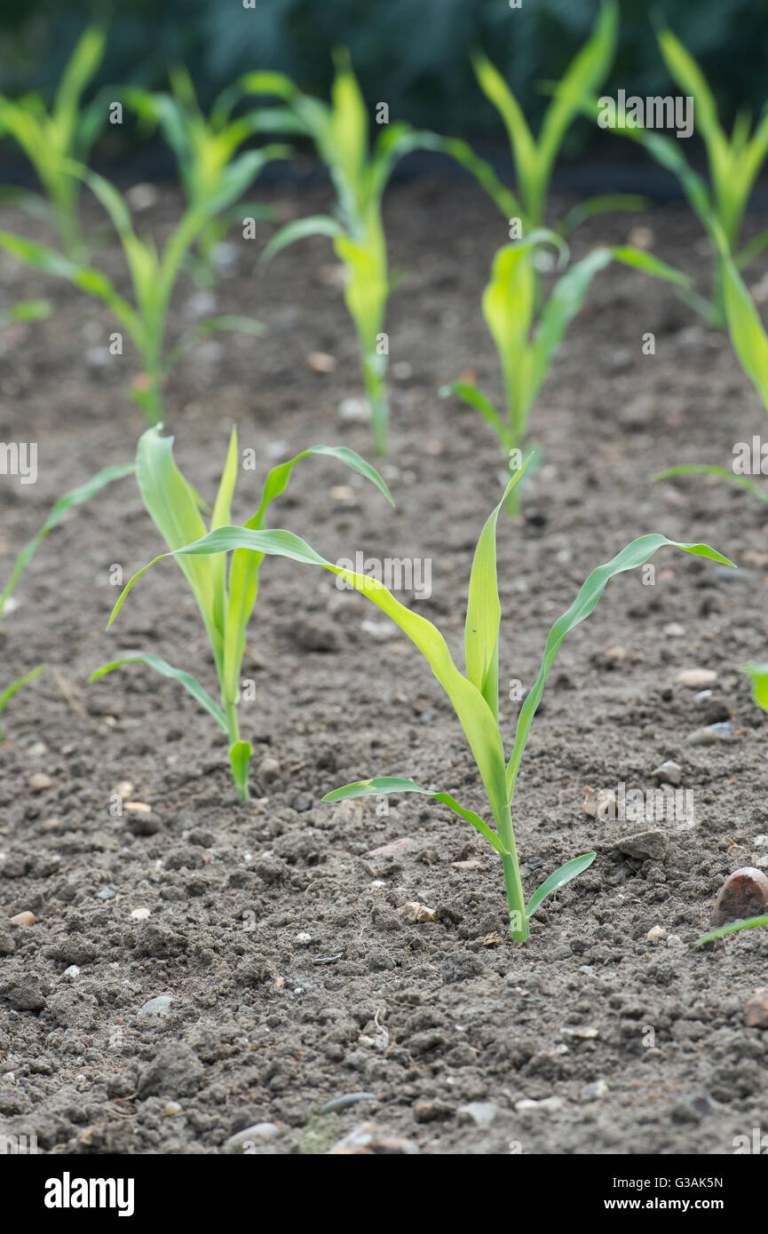 Maize. Young Sweetcorn 'swift' plants in a vegetable garden Stock Photo ...