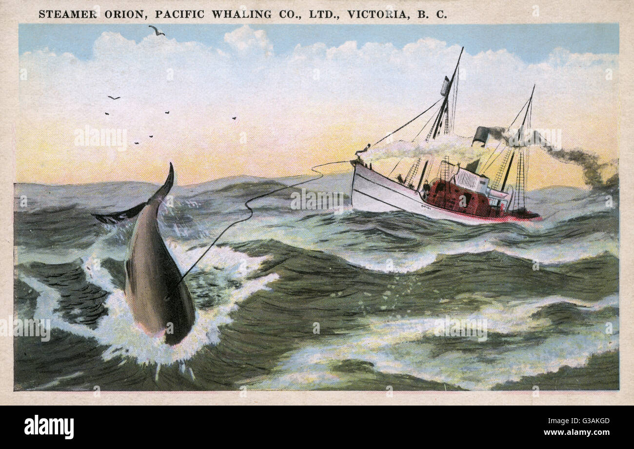 Whaling In Colonial America