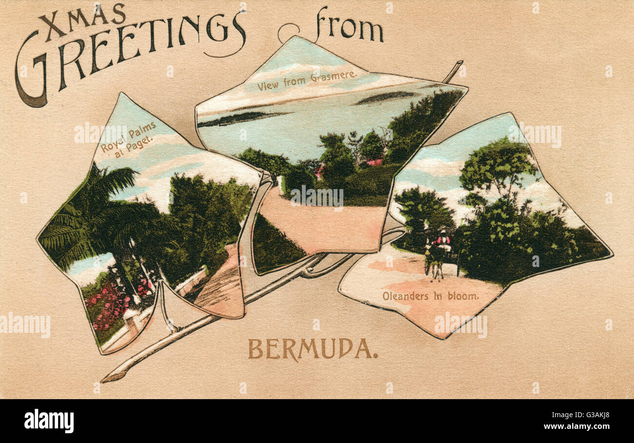 Bermuda - Palms at Paget, Grasmere view and Oleanders Stock Photo - Alamy