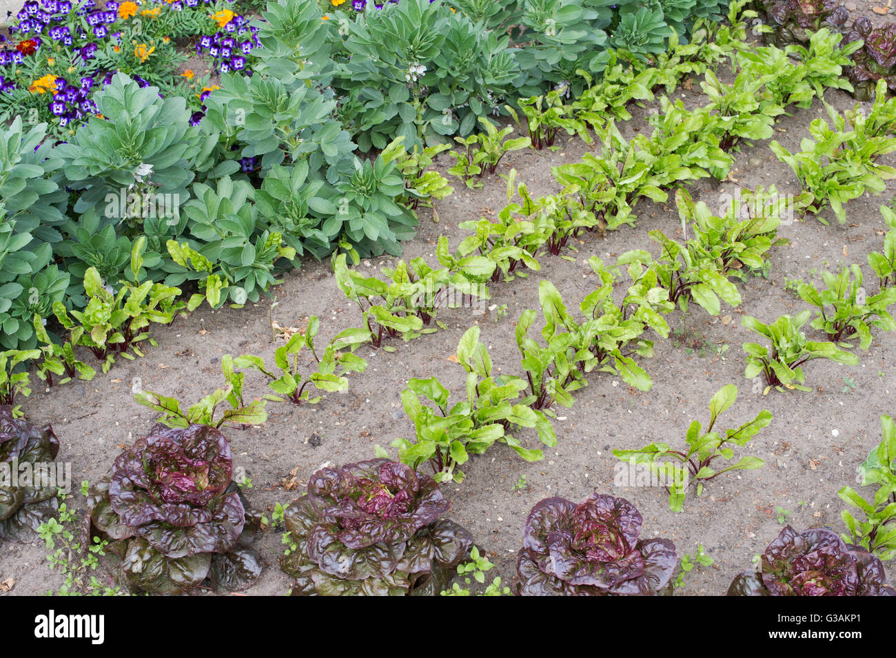 Beetroot seedlings hi-res stock photography and images - Alamy