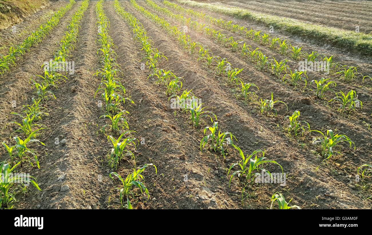 Young corn plants hi-res stock photography and images - Alamy