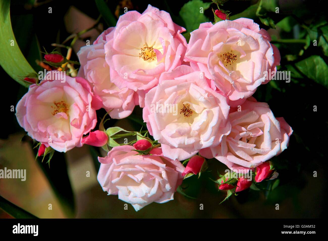 Beautiful pink rose in a garden Stock Photo - Alamy