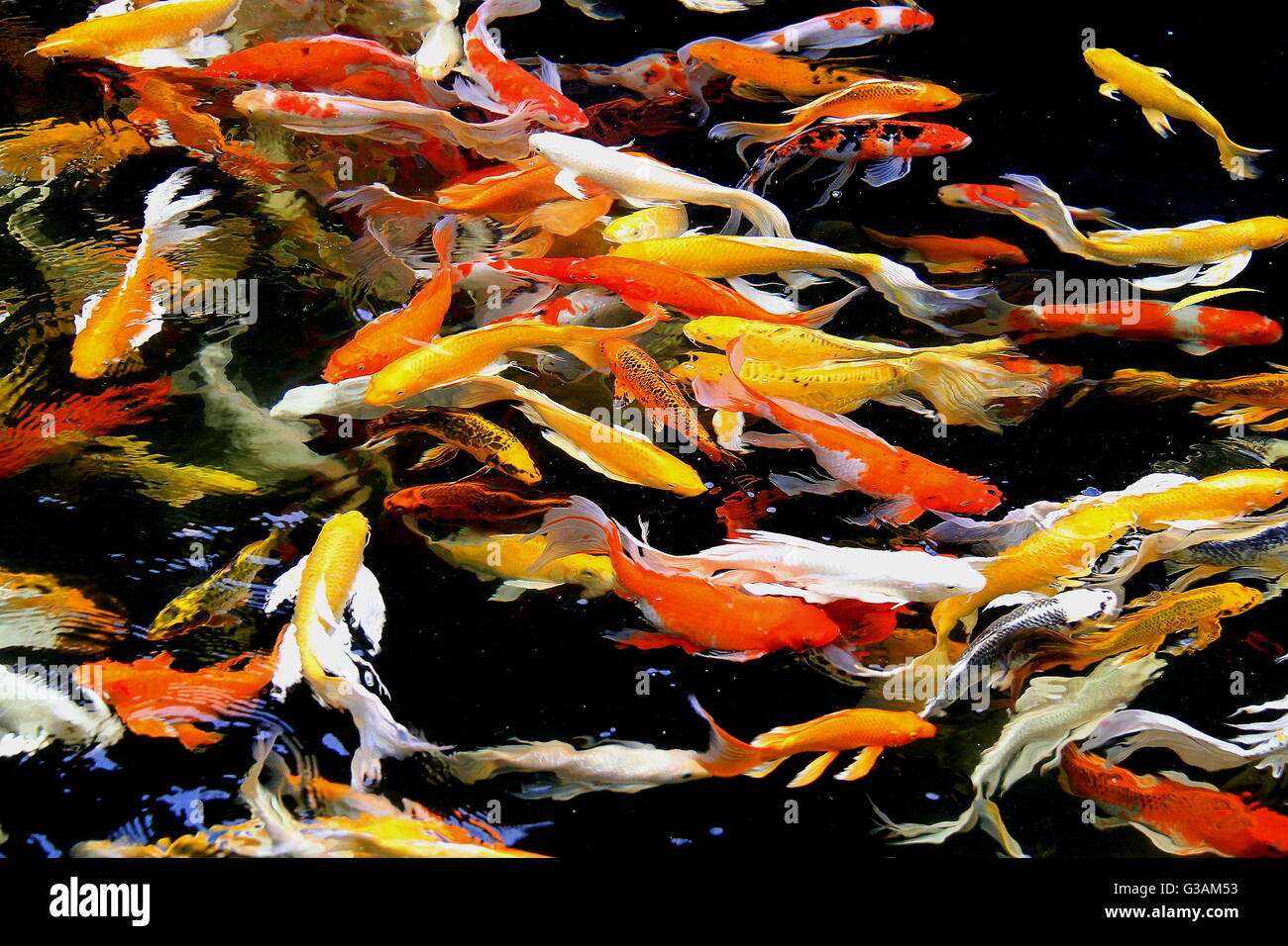 Colorful koi fish swimming in the pond Stock Photo - Alamy