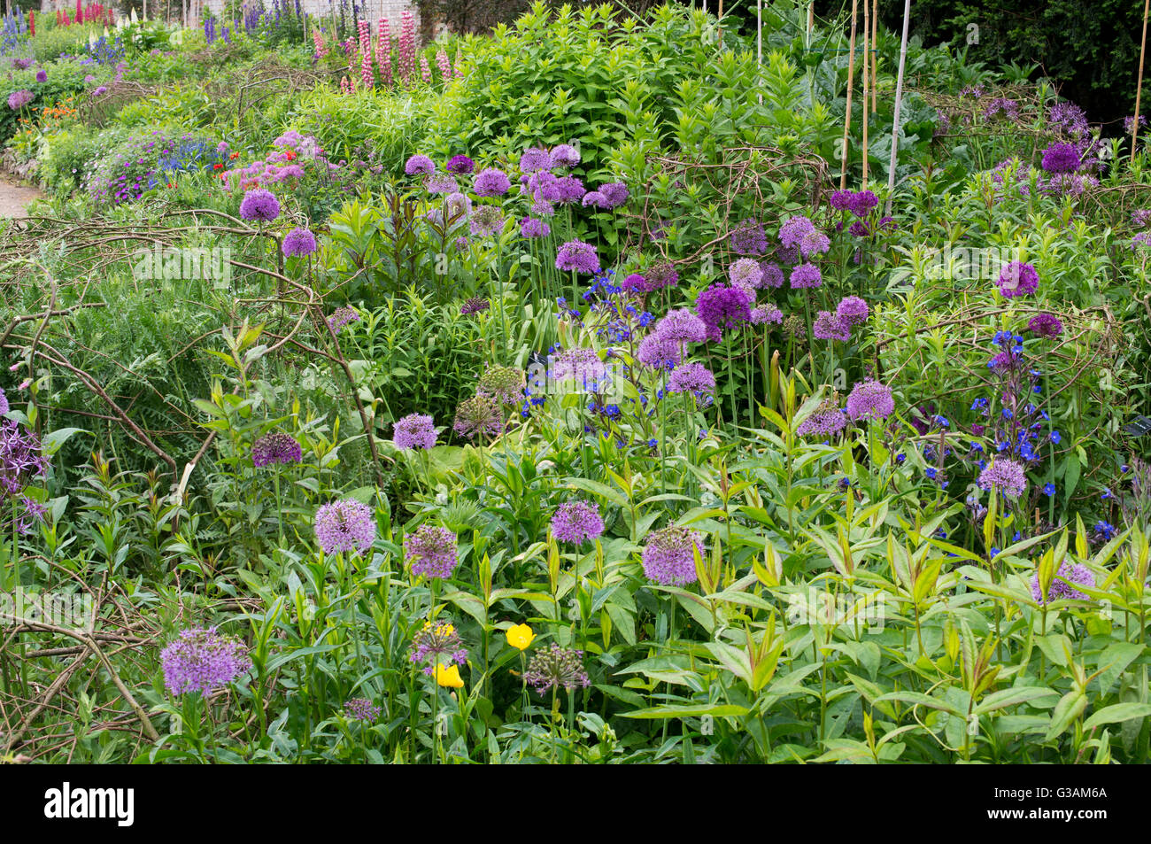 June flowers in england hi-res stock photography and images - Alamy