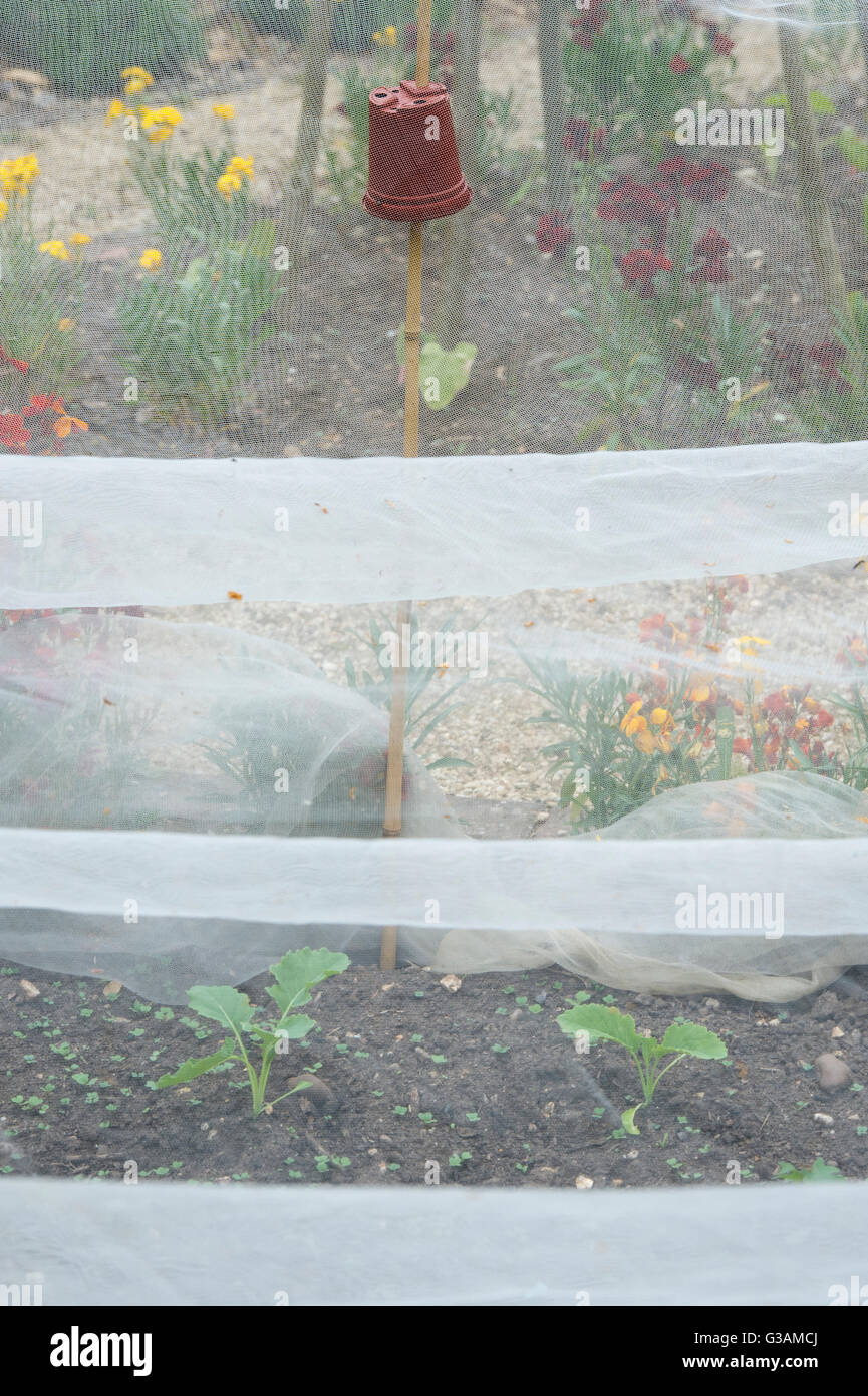 Protecting garden vegetables hi-res stock photography and images - Alamy