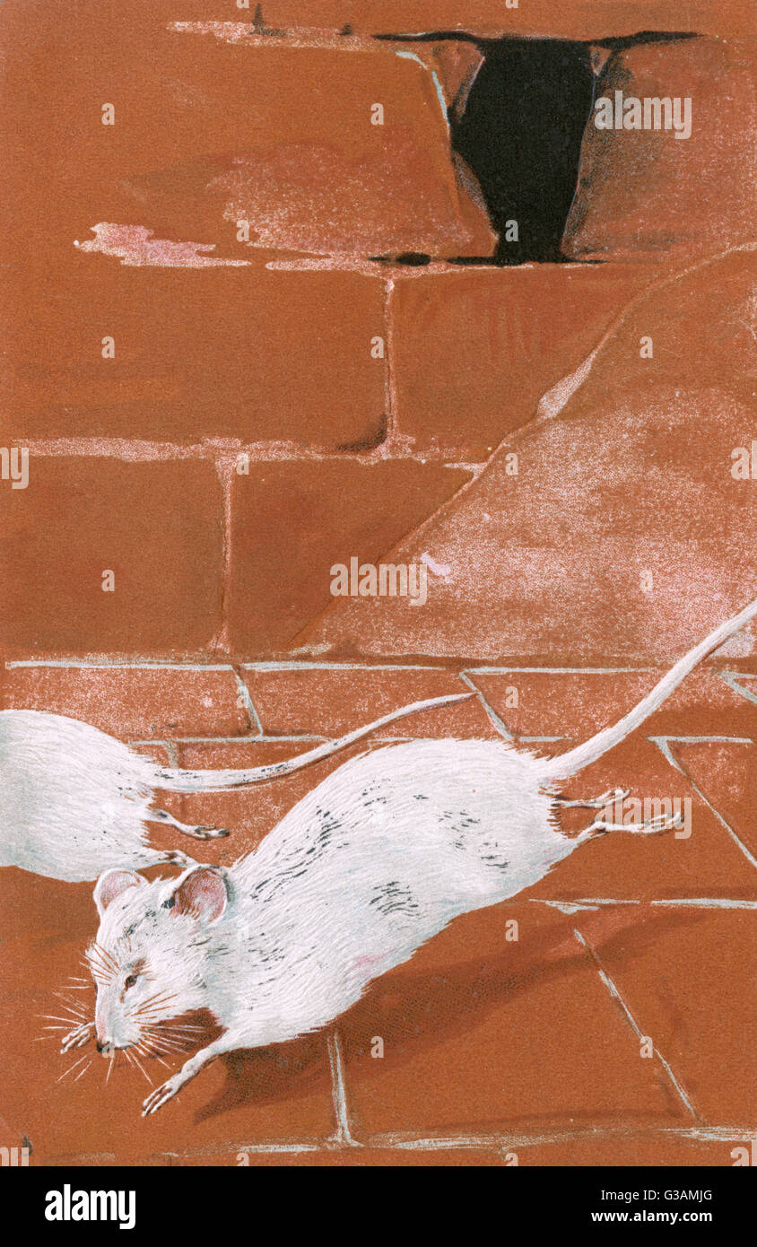 Two mice hi-res stock photography and images - Alamy