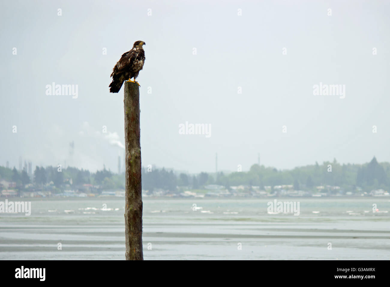 Juvenile eagle perched on a pylon Stock Photo - Alamy