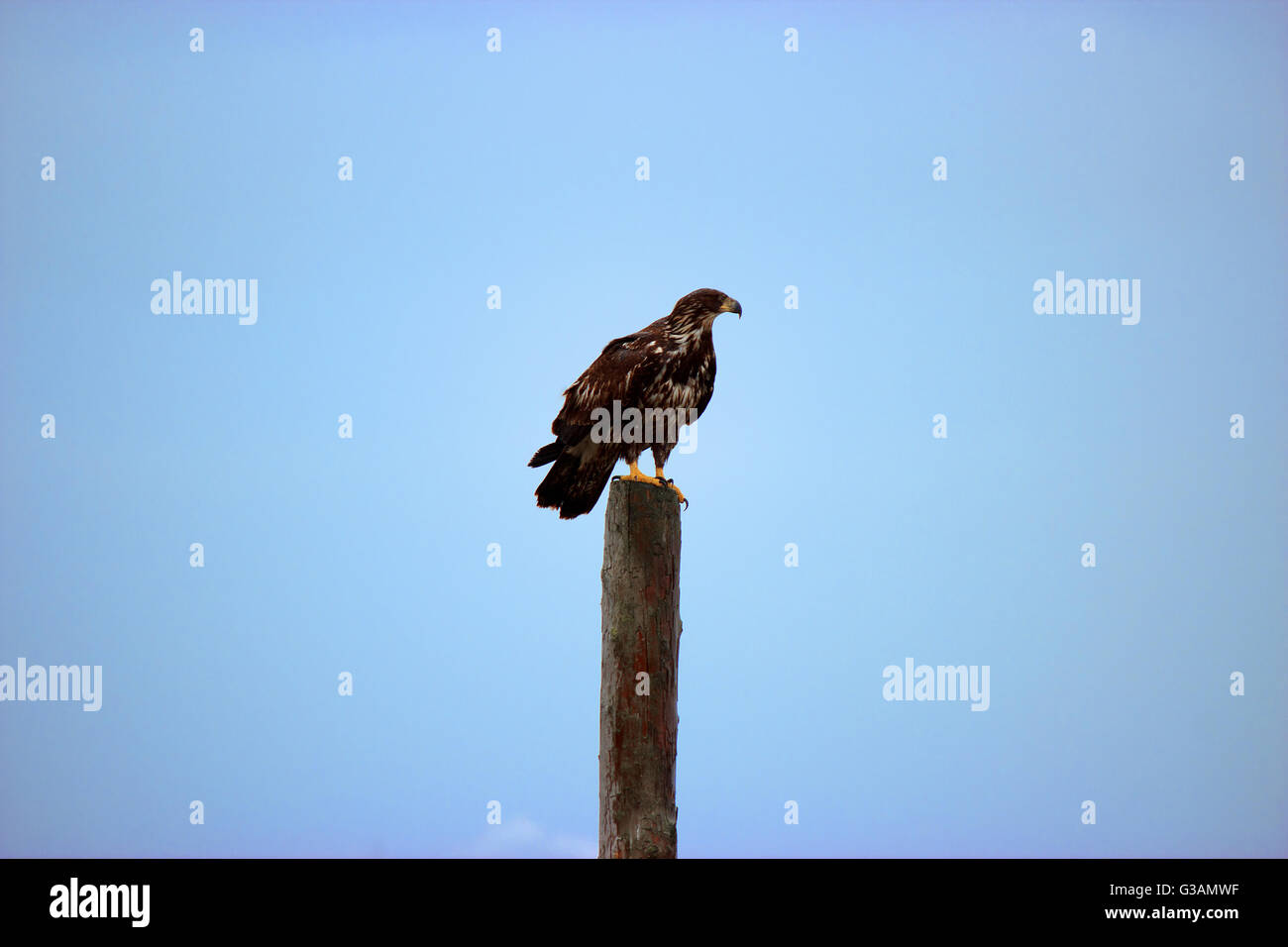 Pylon with sky hi-res stock photography and images - Alamy