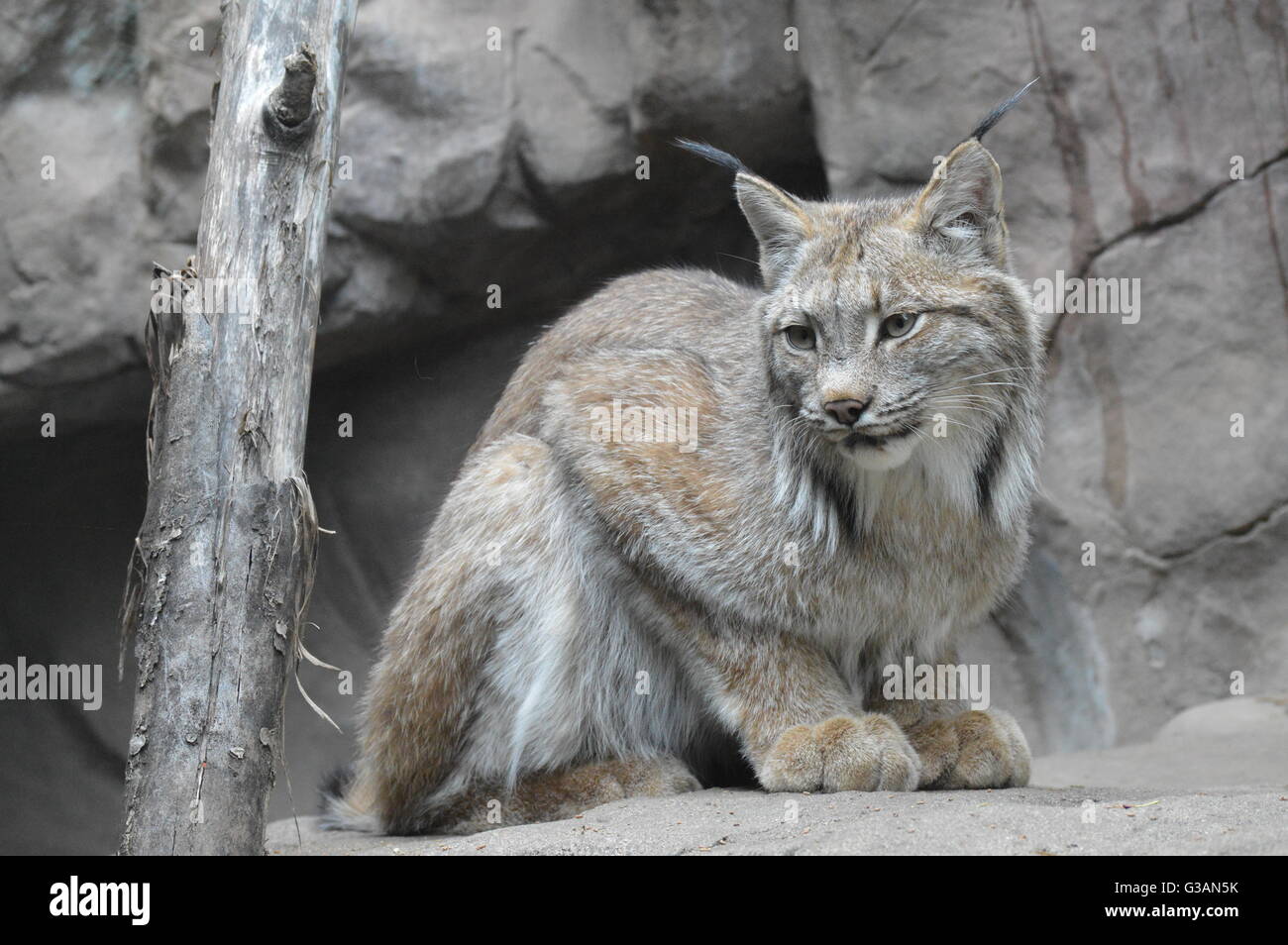 Canada lynx resting hi-res stock photography and images - Alamy
