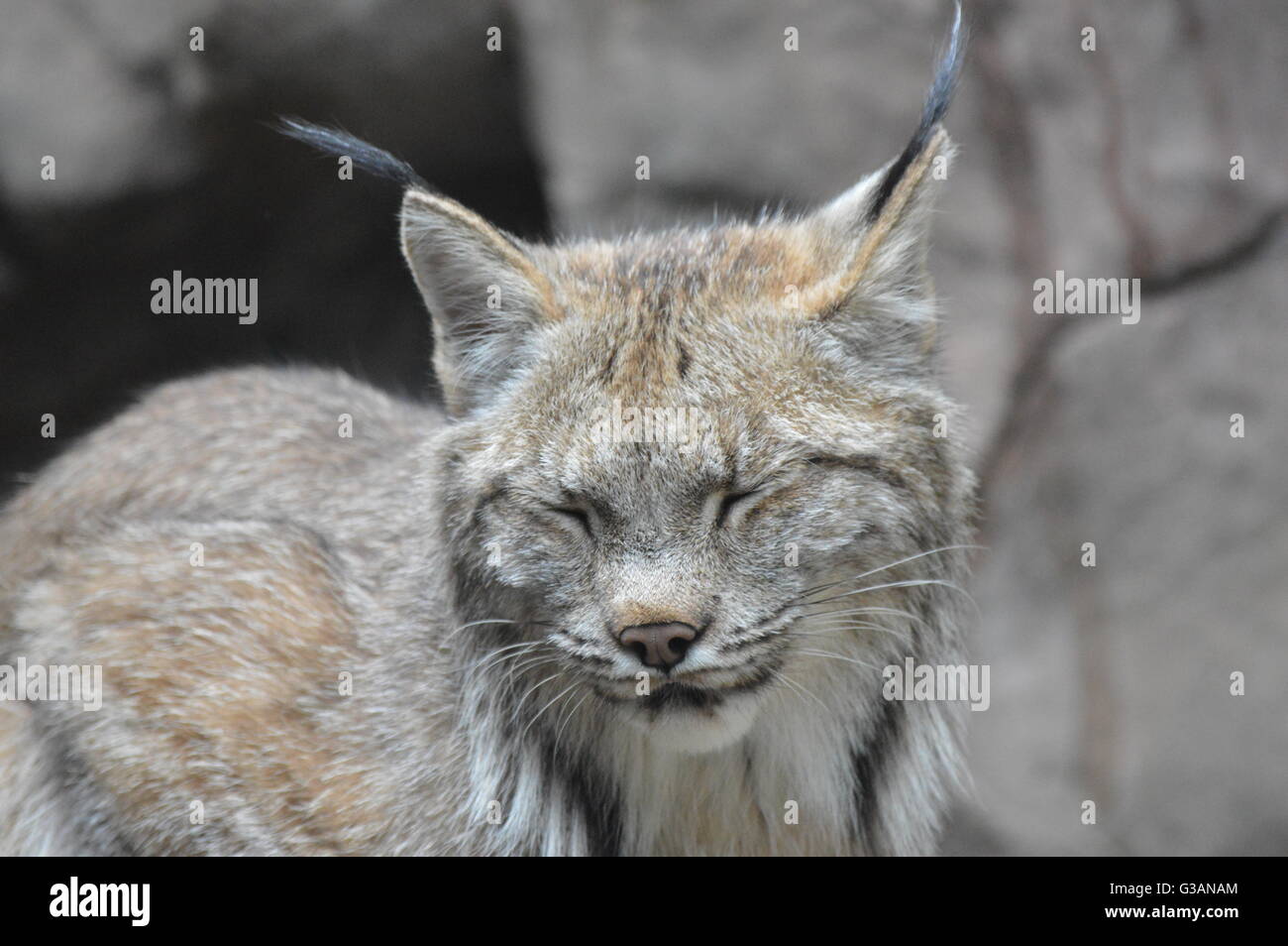 Canada lynx resting hi-res stock photography and images - Alamy