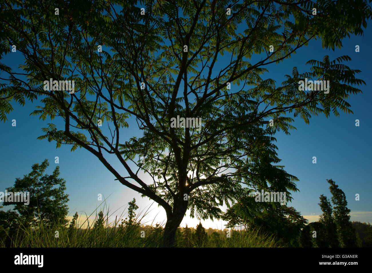 Early summer morning amongst the trees Stock Photo - Alamy