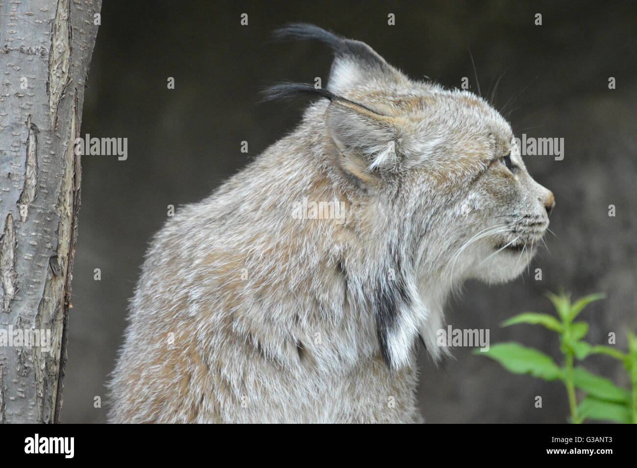Canada lynx resting hi-res stock photography and images - Alamy
