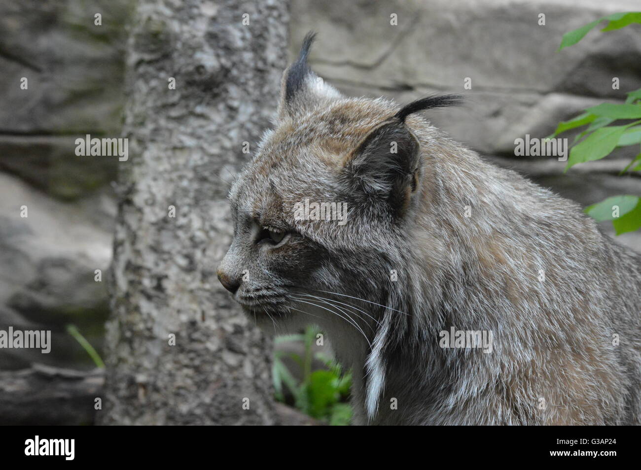 Canada lynx resting hi-res stock photography and images - Alamy