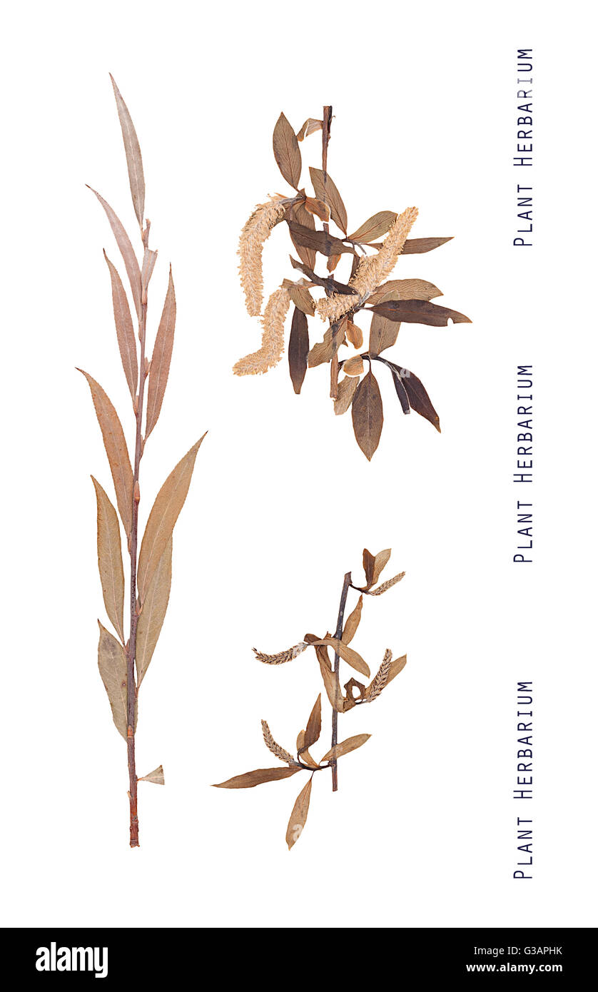 Herbarium tree hi-res stock photography and images - Alamy