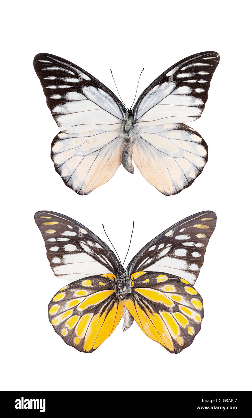 Top and bottom view insect butterfly isolated Stock Photo - Alamy