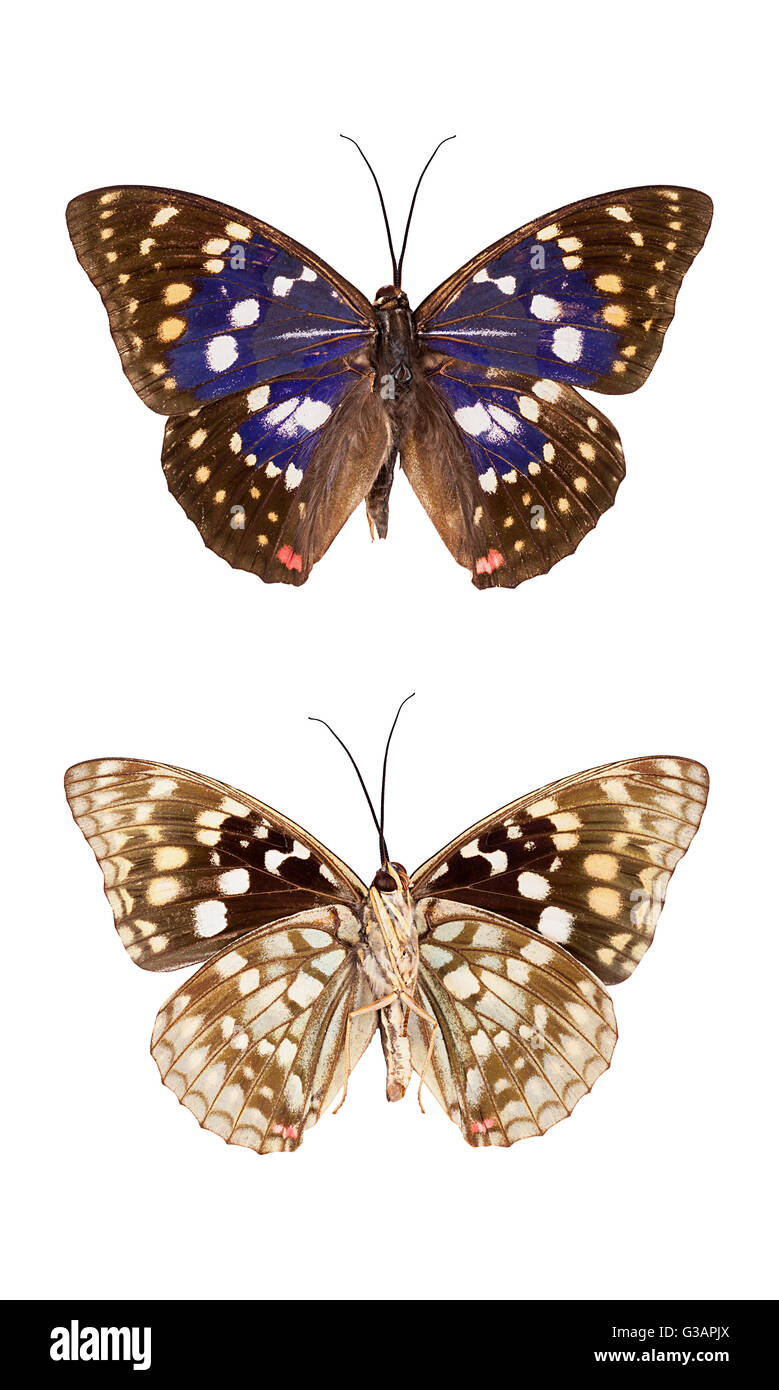 Top and bottom view insect butterfly isolated Stock Photo - Alamy