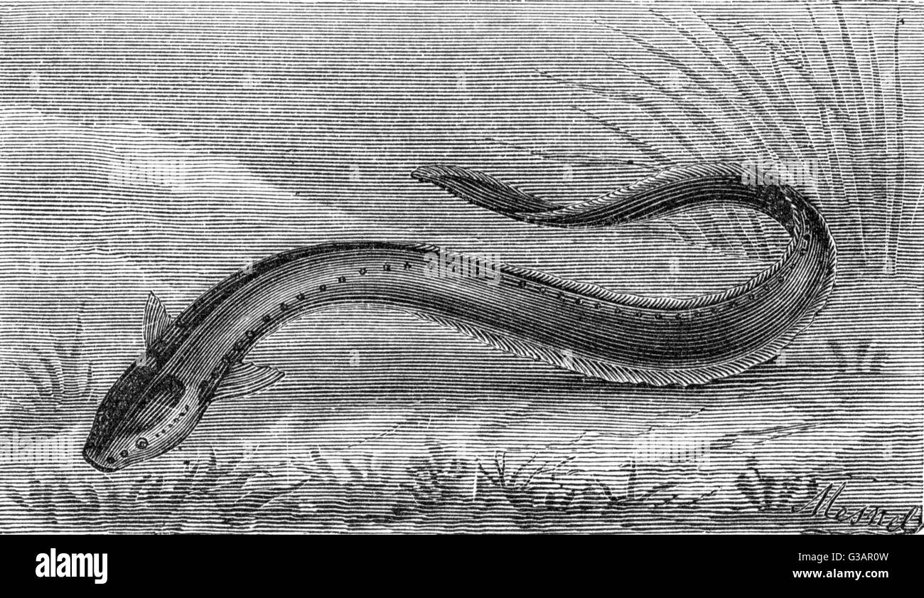 How To Draw A Realistic Eel