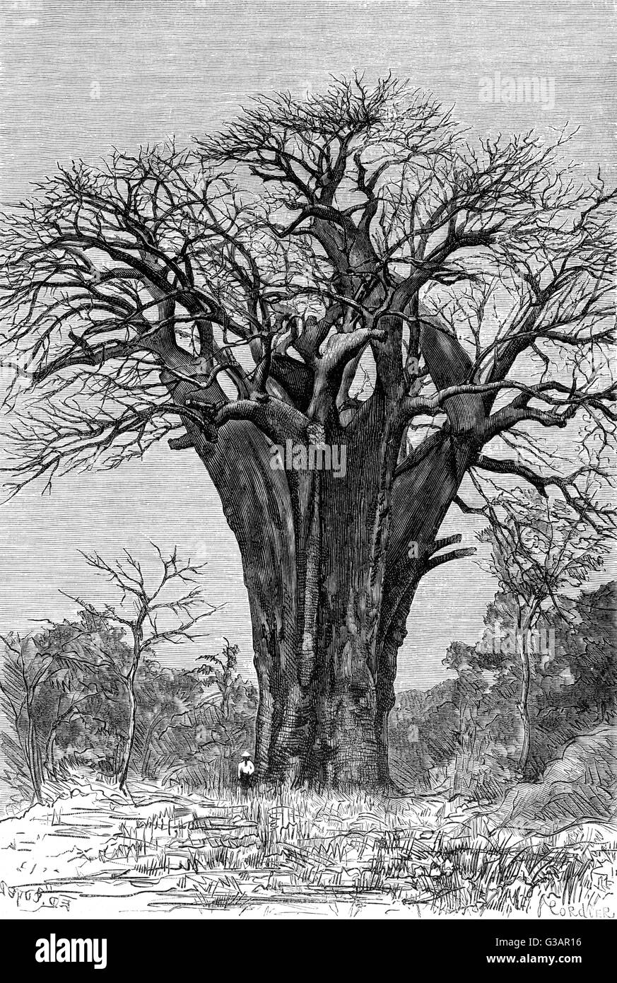 African tree african trees Black and White Stock Photos & Images - Alamy