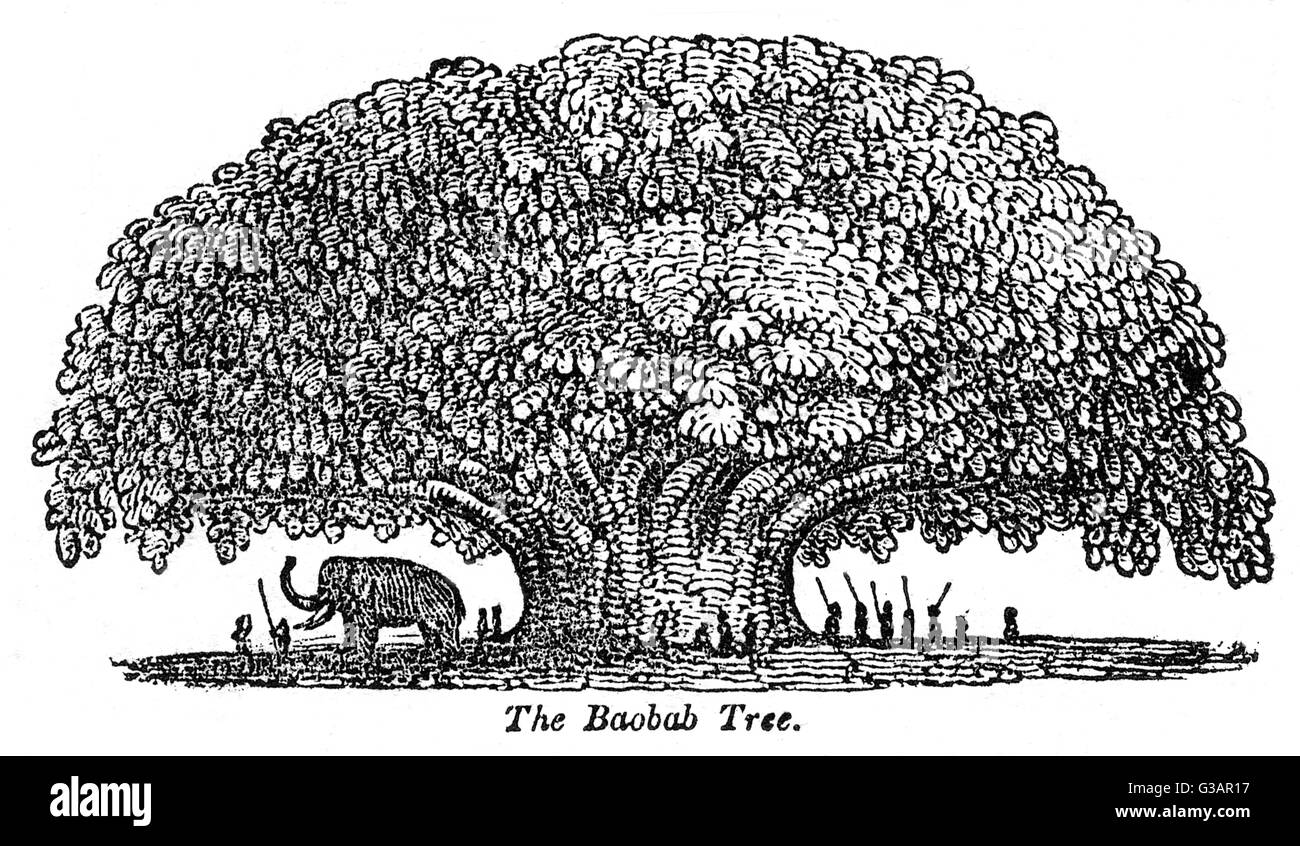 Baobab tree and elephant Stock Photo - Alamy